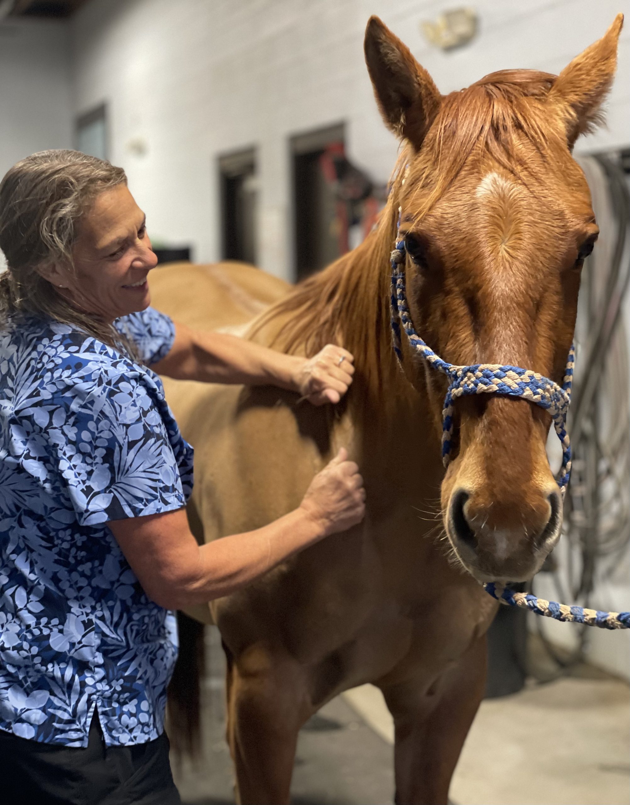 Services - North Star Veterinary Hospital
